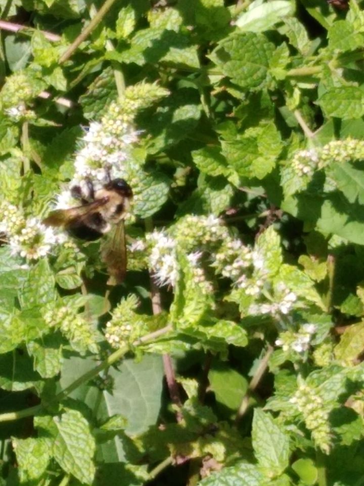Bug Life and Other Critters – Welcome Nature Lovers